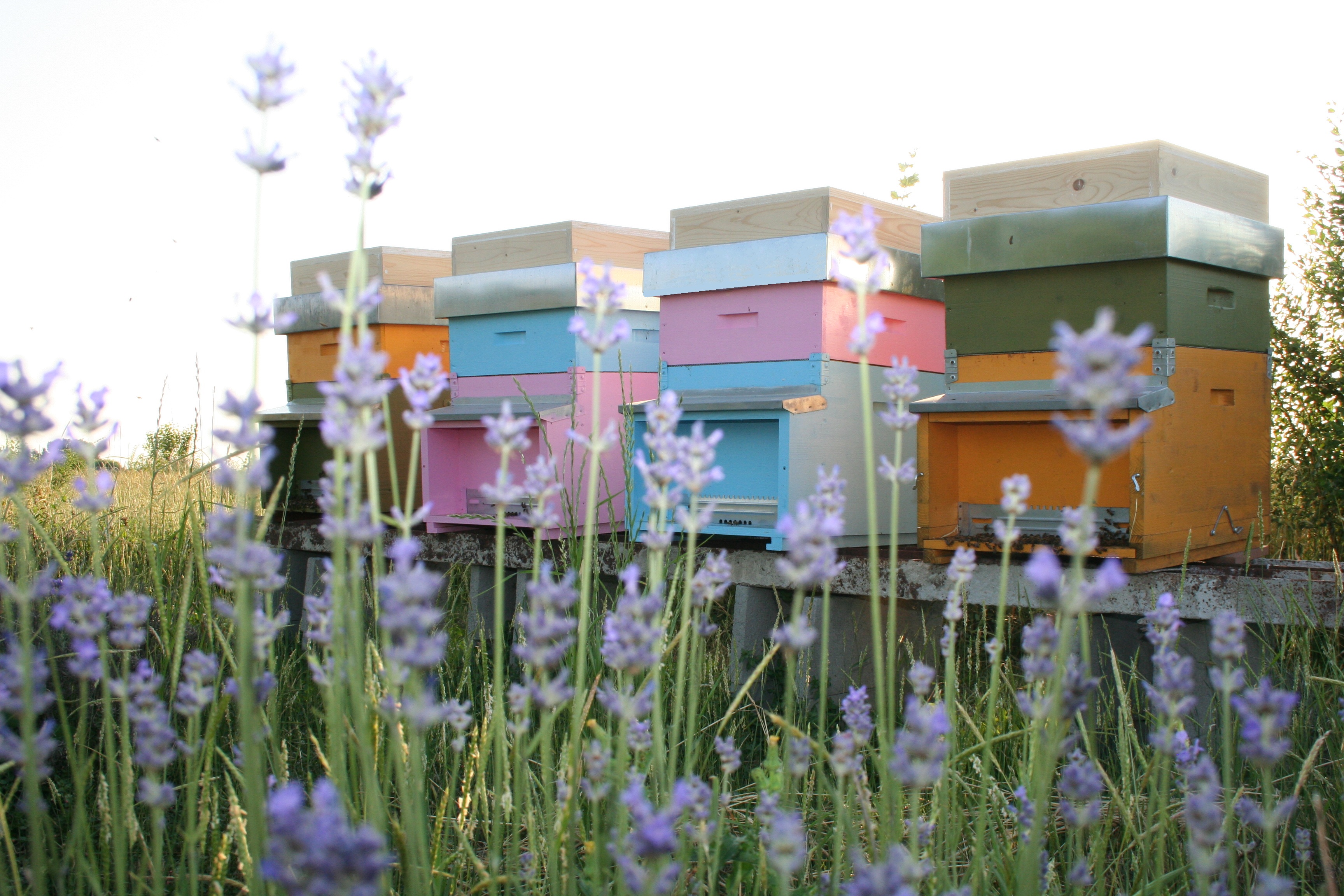 L'apiario di comunità - Comuni Virtuosi