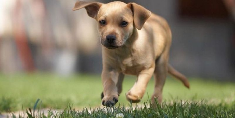 La tari non morde più - Comuni Virtuosi